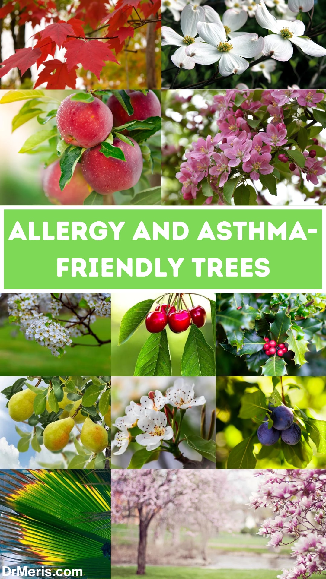 Allergy and asthma-friendly trees - Dr. Meri's