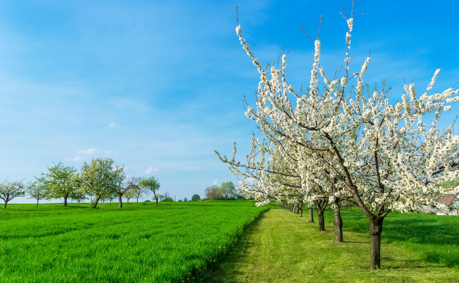 Allergy and asthma-friendly trees - Dr. Meri's