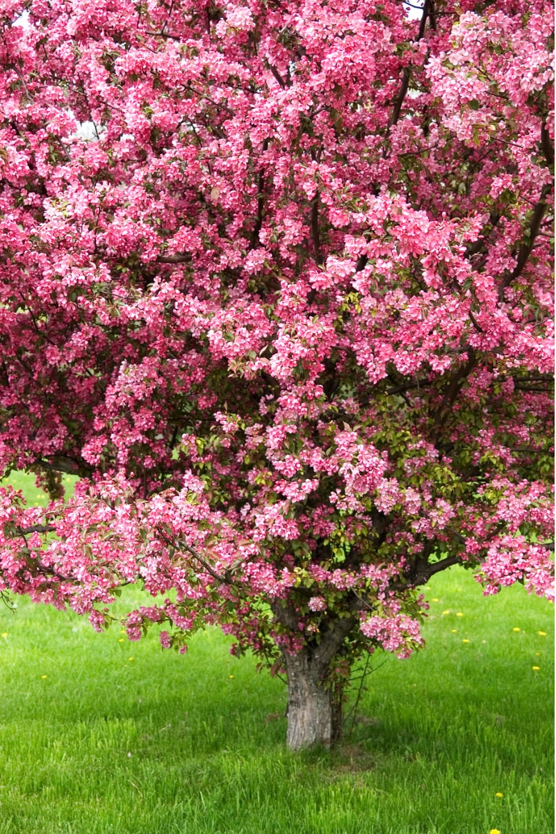 Allergy and asthma-friendly trees - Dr. Meri's
